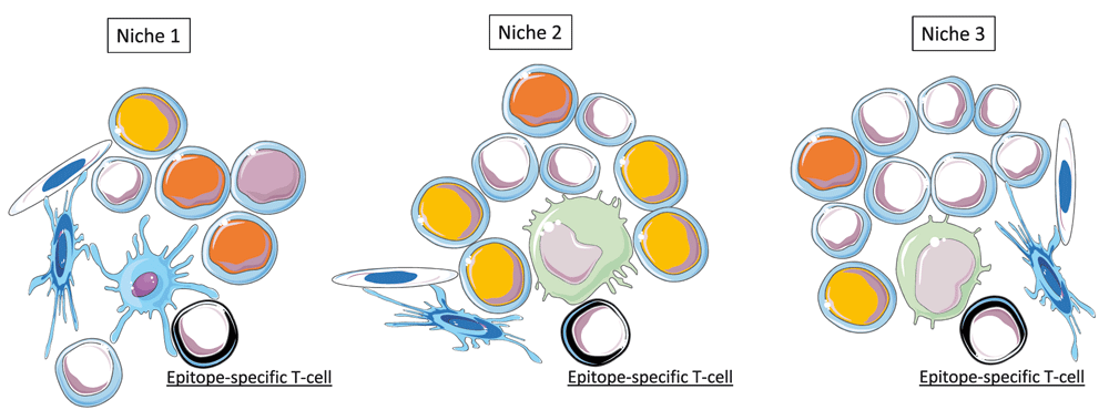 Clonal selection versus clonal cooperation: the... | F1000Research
