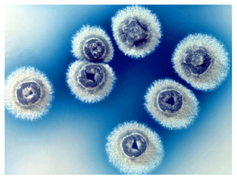 Recent advances in understanding Streptomyces | F1000Research