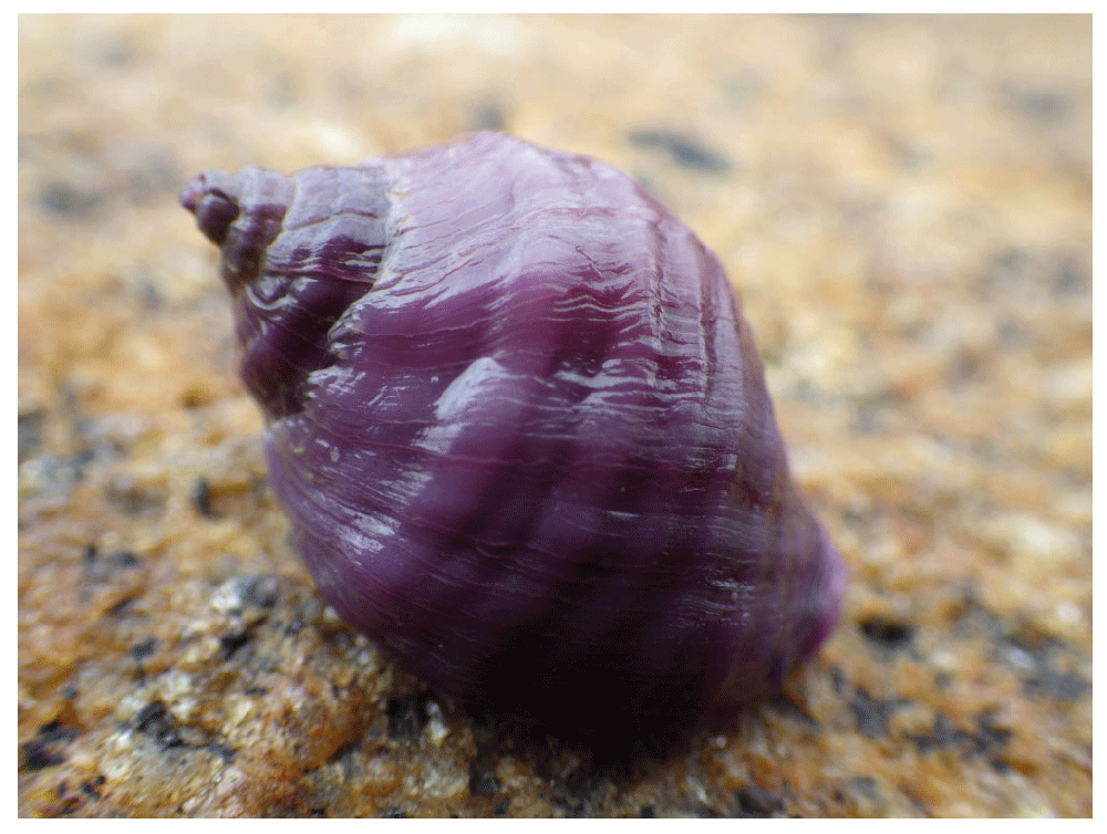 First visual record of rare purple dogwhelks... | F1000Research
