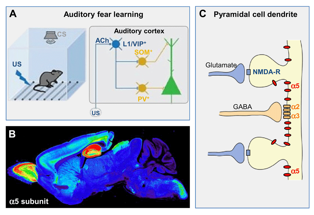 Disinhibition, an emerging pharmacology of learning... | F1000Research
