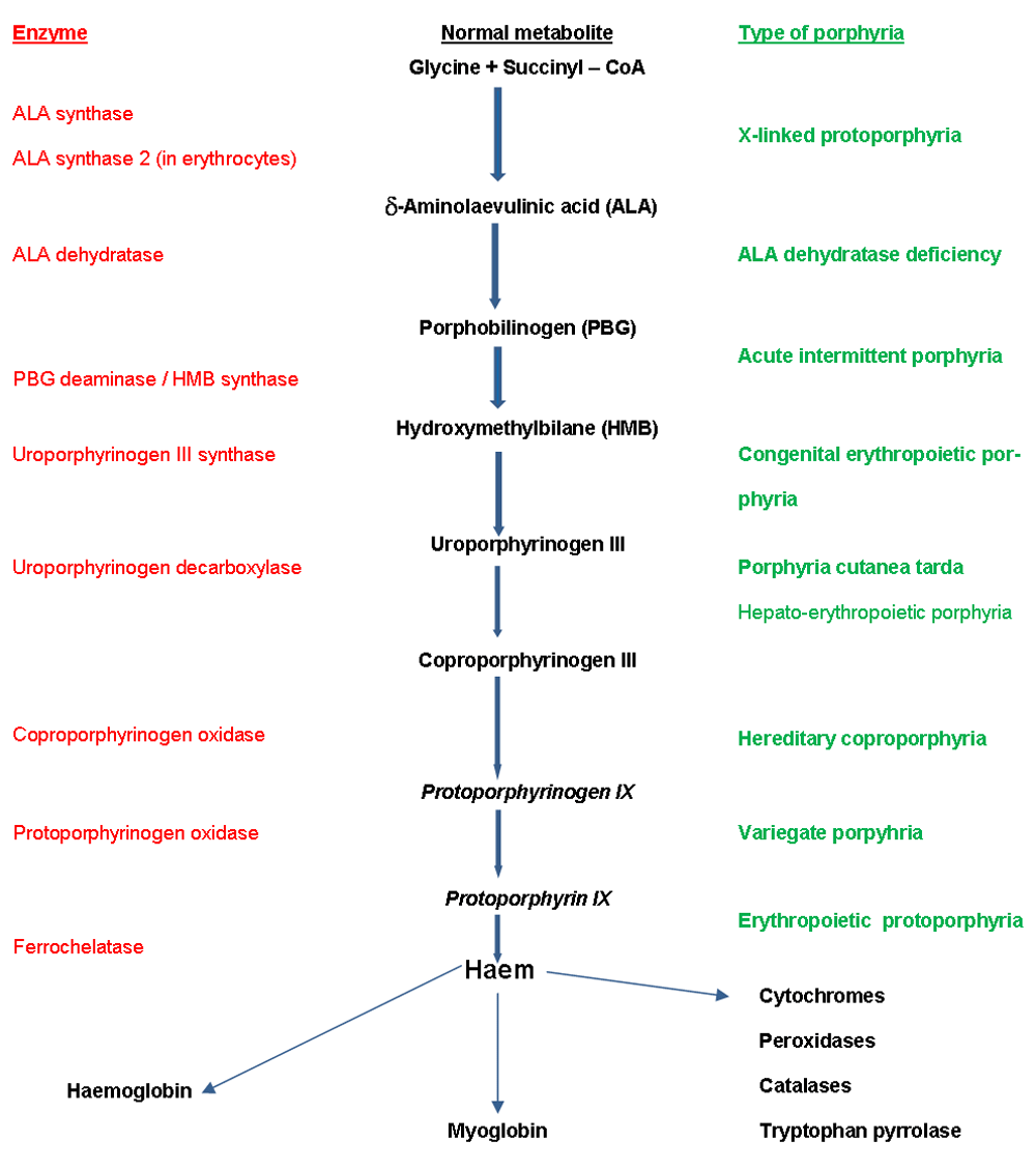 An overview of the cutaneous porphyrias | F1000Research