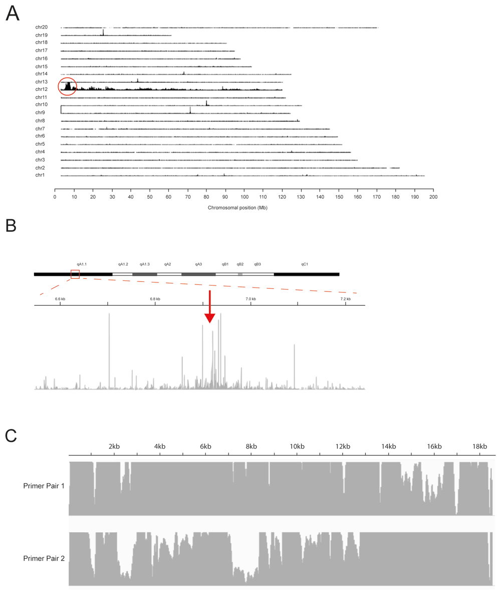 A novel genotyping method to determine copy... | F1000Research