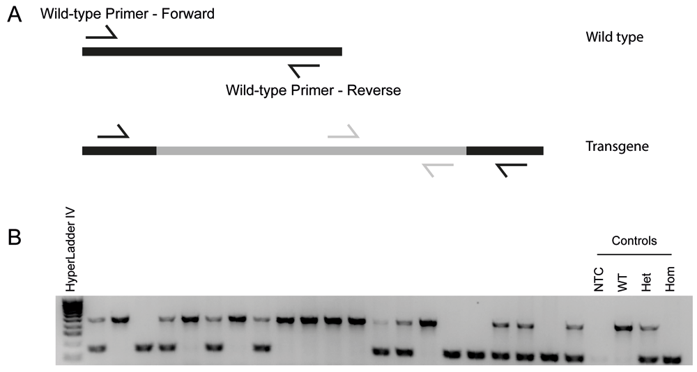 A novel genotyping method to determine copy... | F1000Research