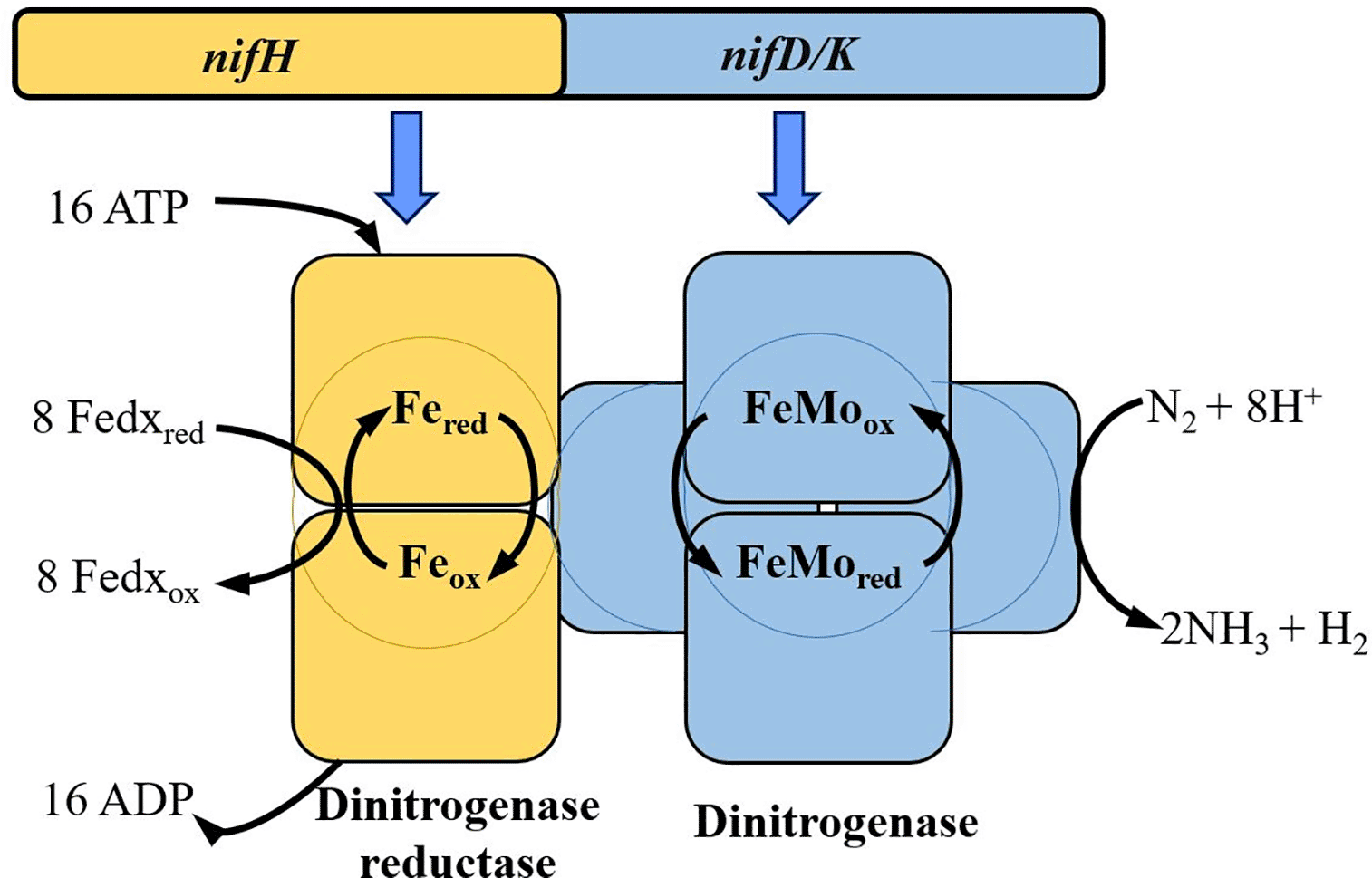 NIFtHool: an informatics program for identification... | F1000Research