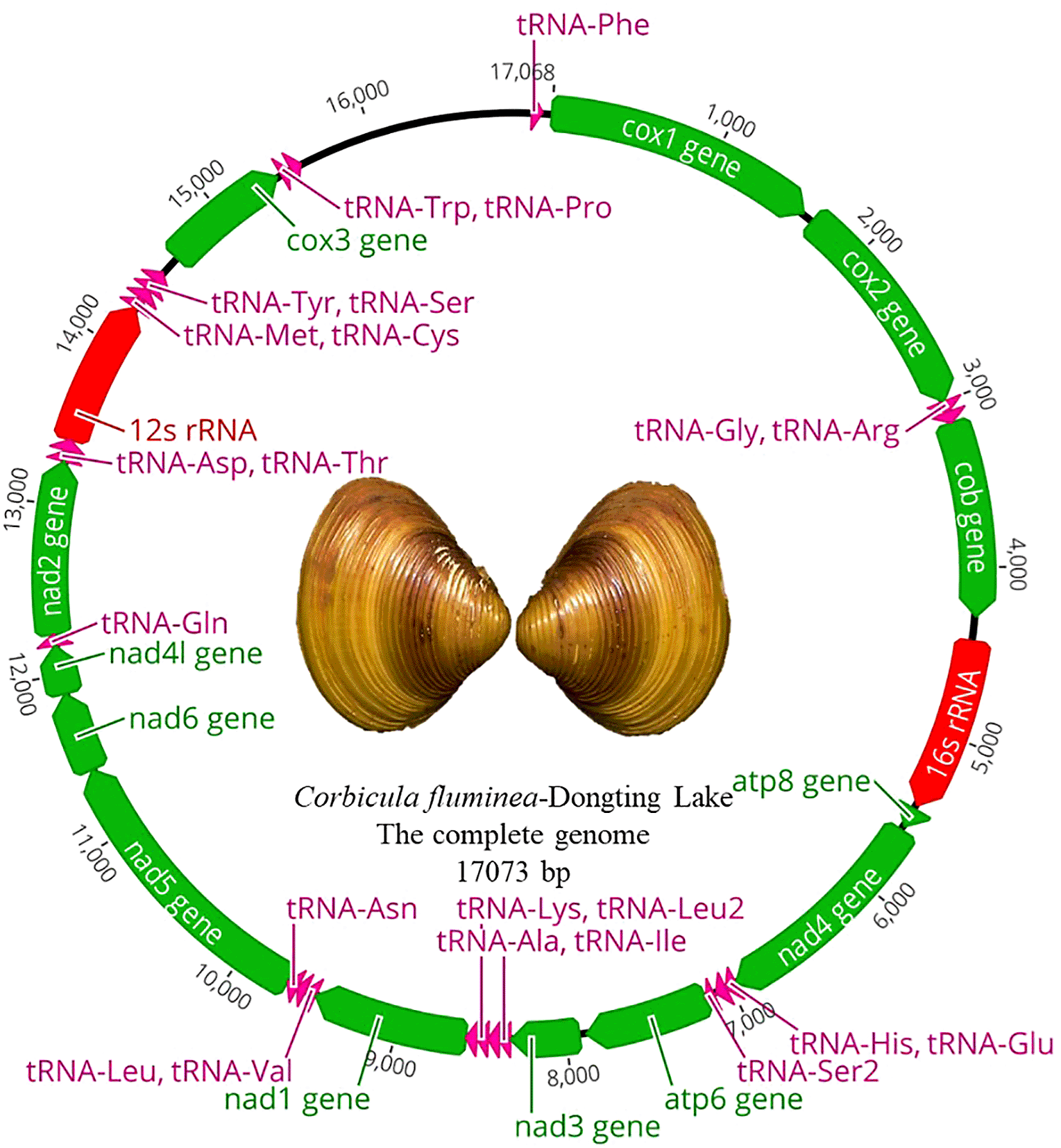 The complete mitogenome sequence... | F1000Research