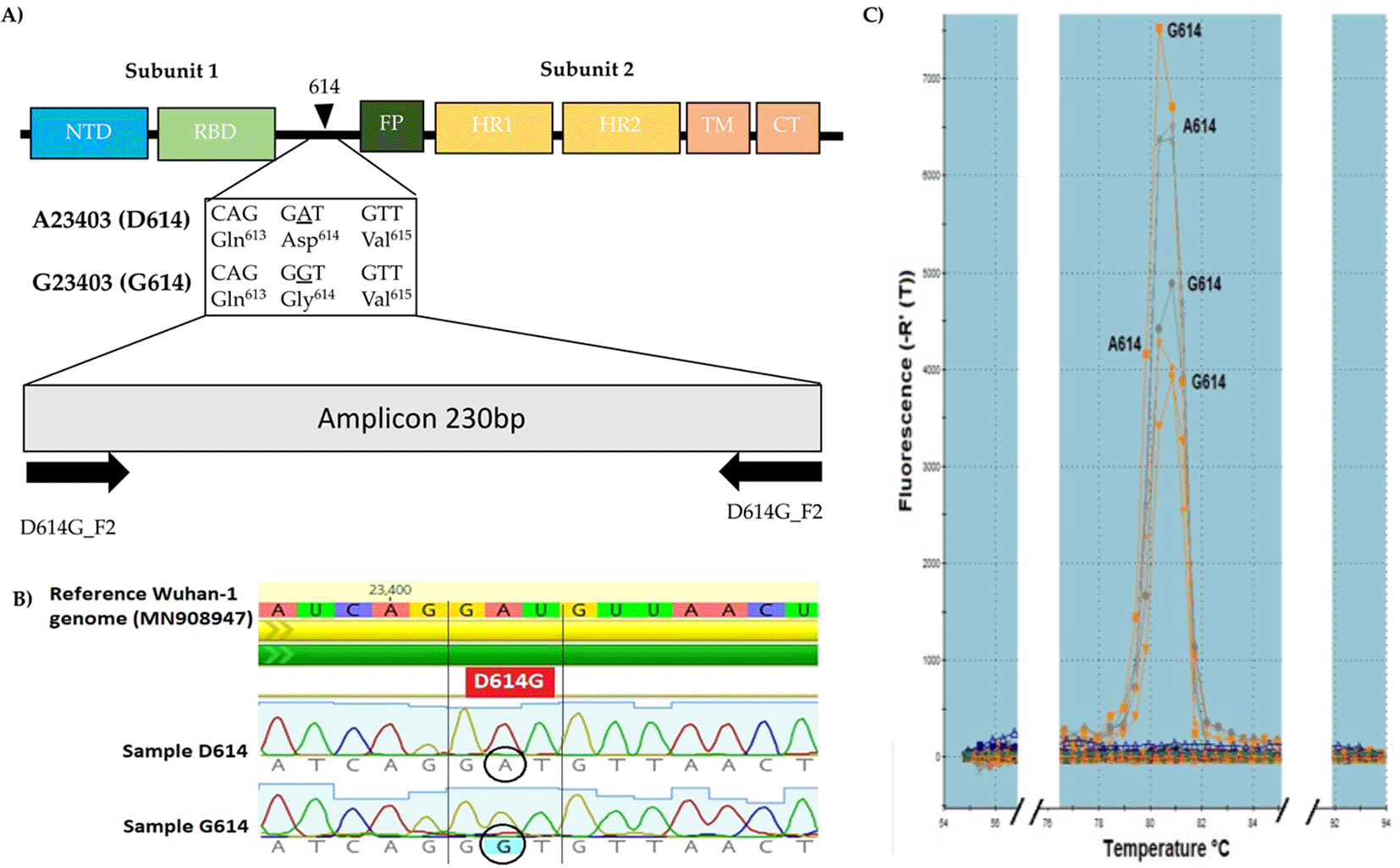 A Sanger sequencing-based method for a rapid and... | F1000Research