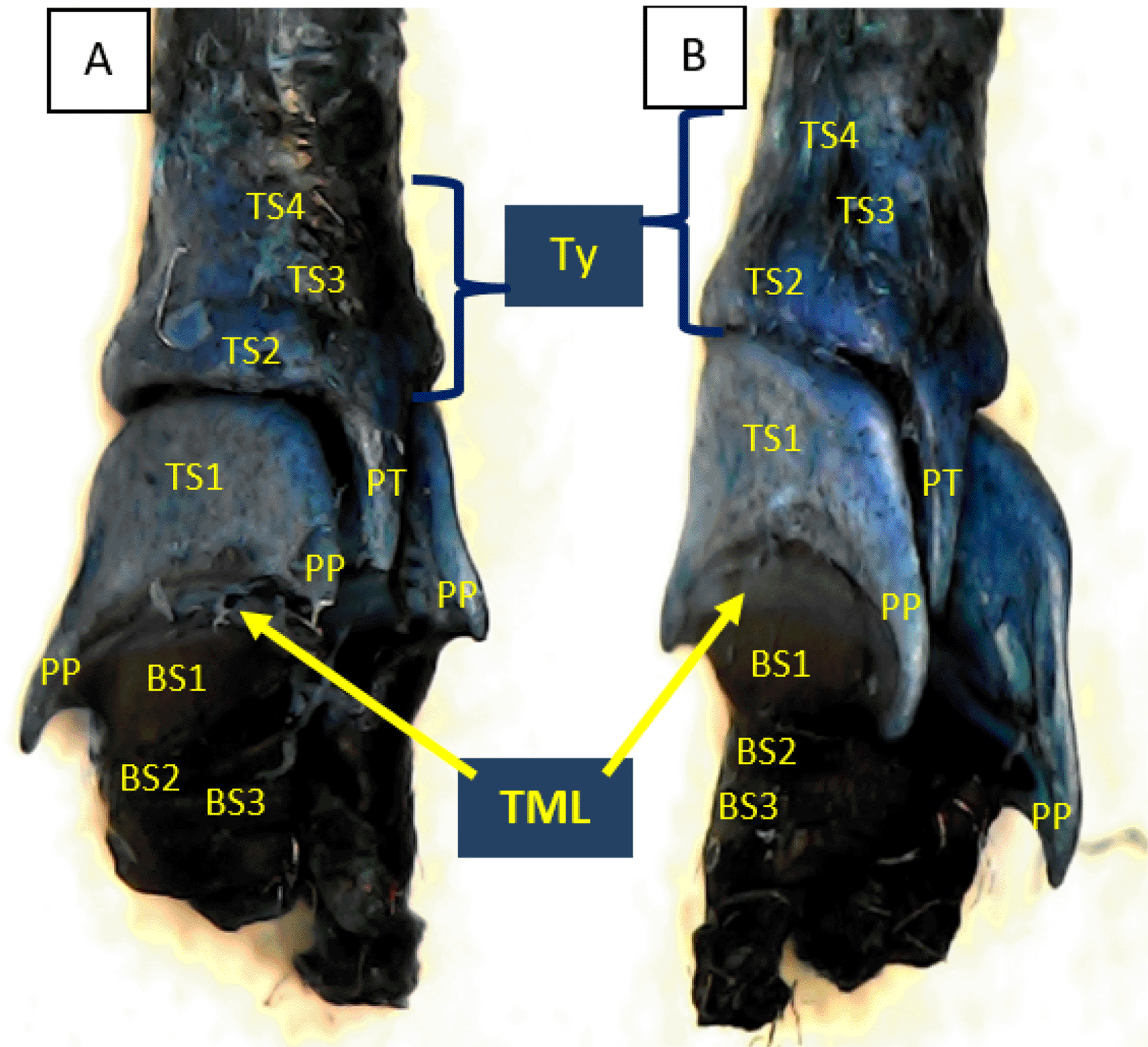 An investigation of syrinx morphometry and sound... | F1000Research