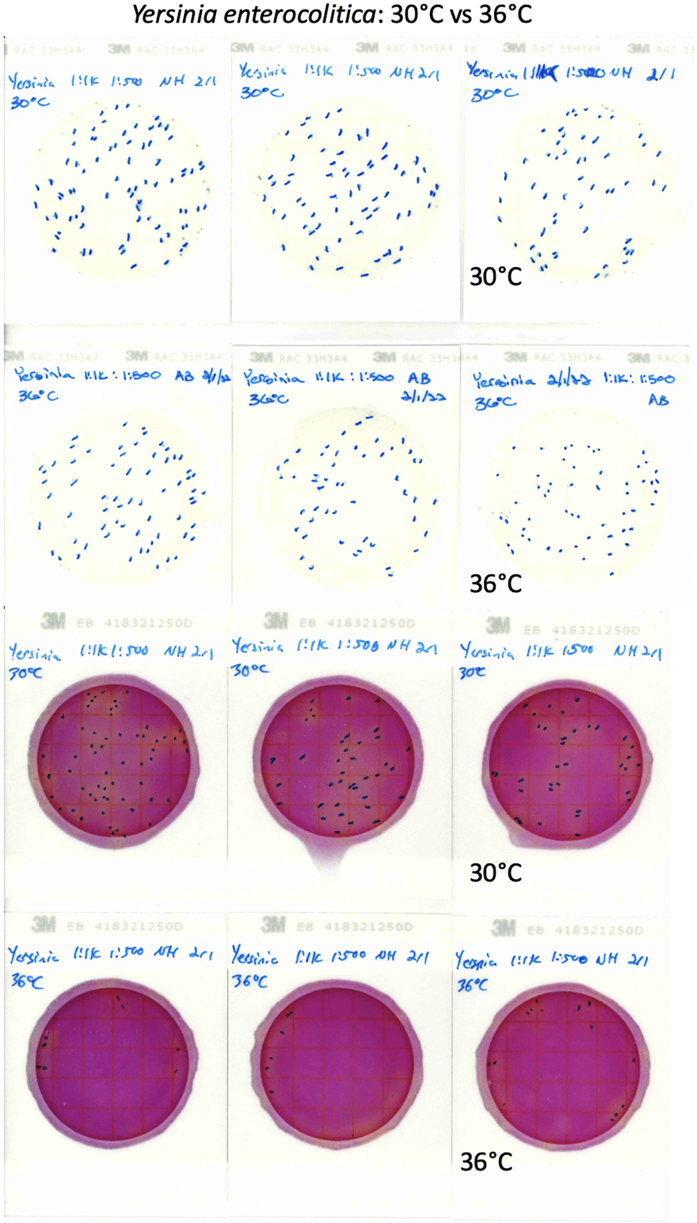 Pathogenic Enterobacteriaceae require multiple... | F1000Research