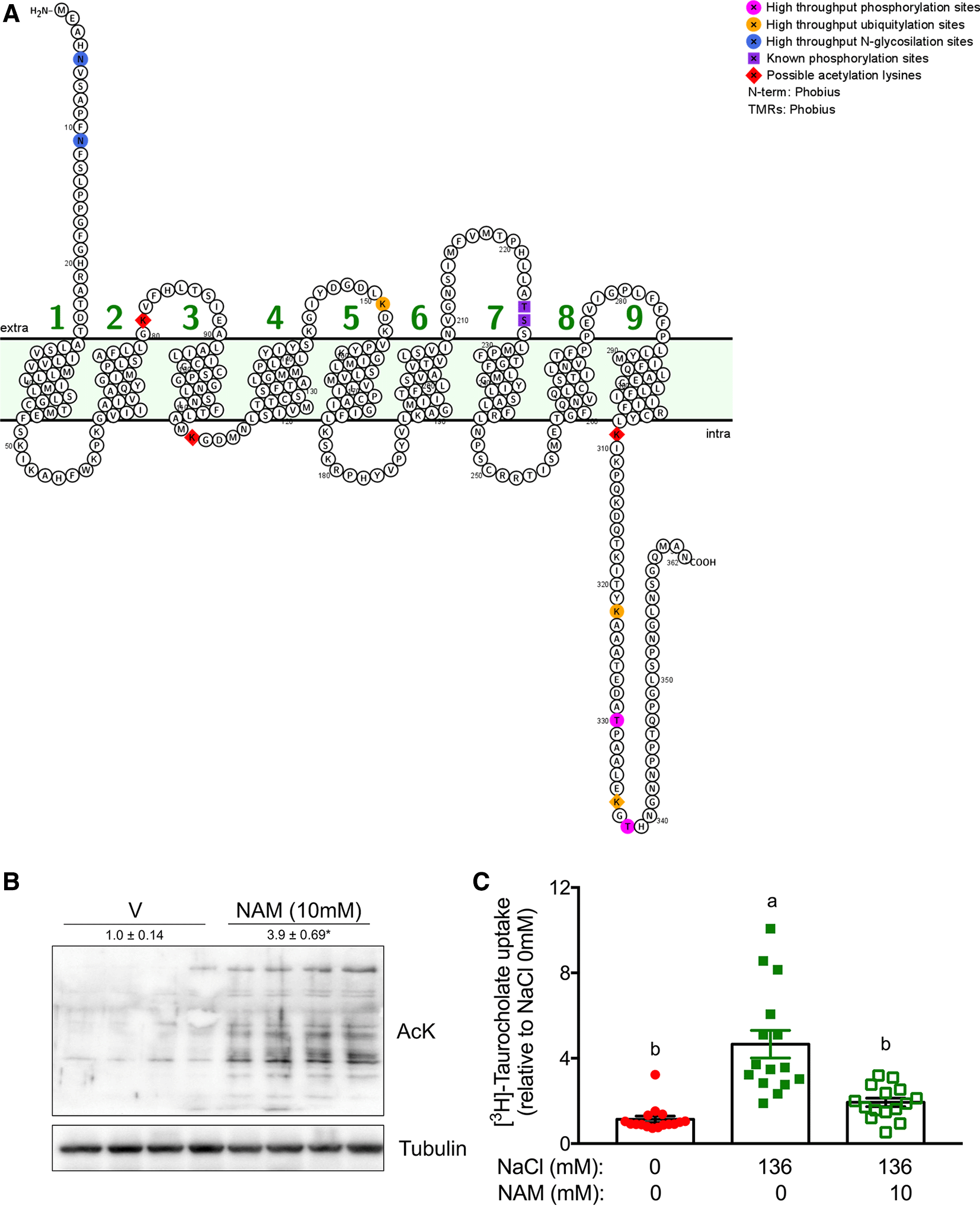 Acetylation mediates taurocholate uptake in... | F1000Research