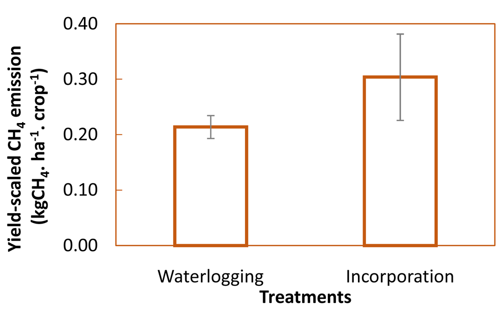 Rice straw decomposition in paddy surface water... | F1000Research