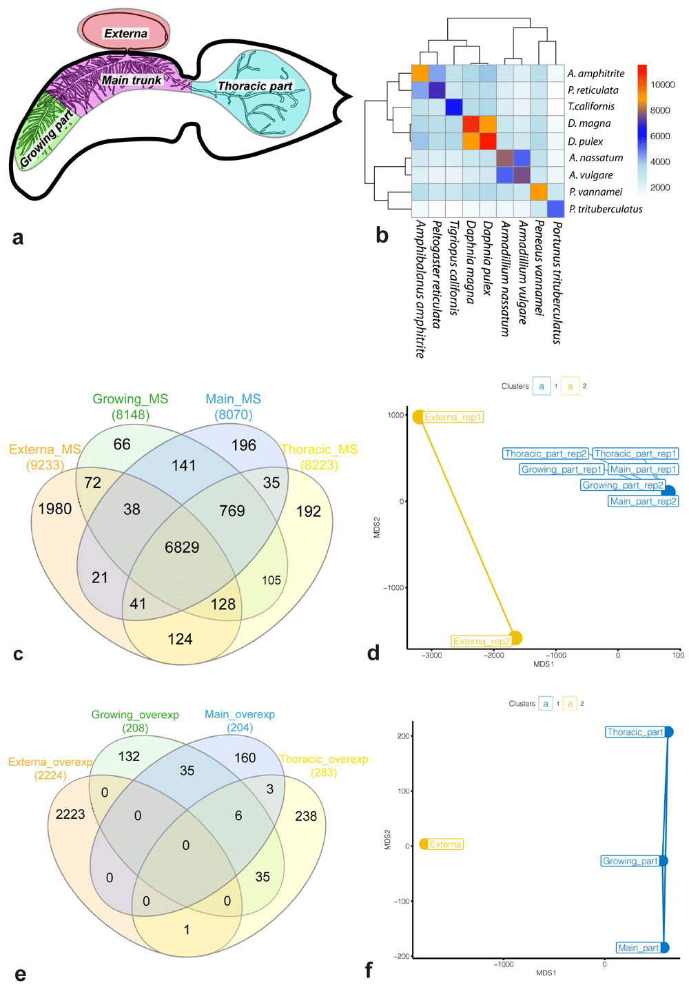 From head to rootlet: comparative transcriptomic... | F1000Research