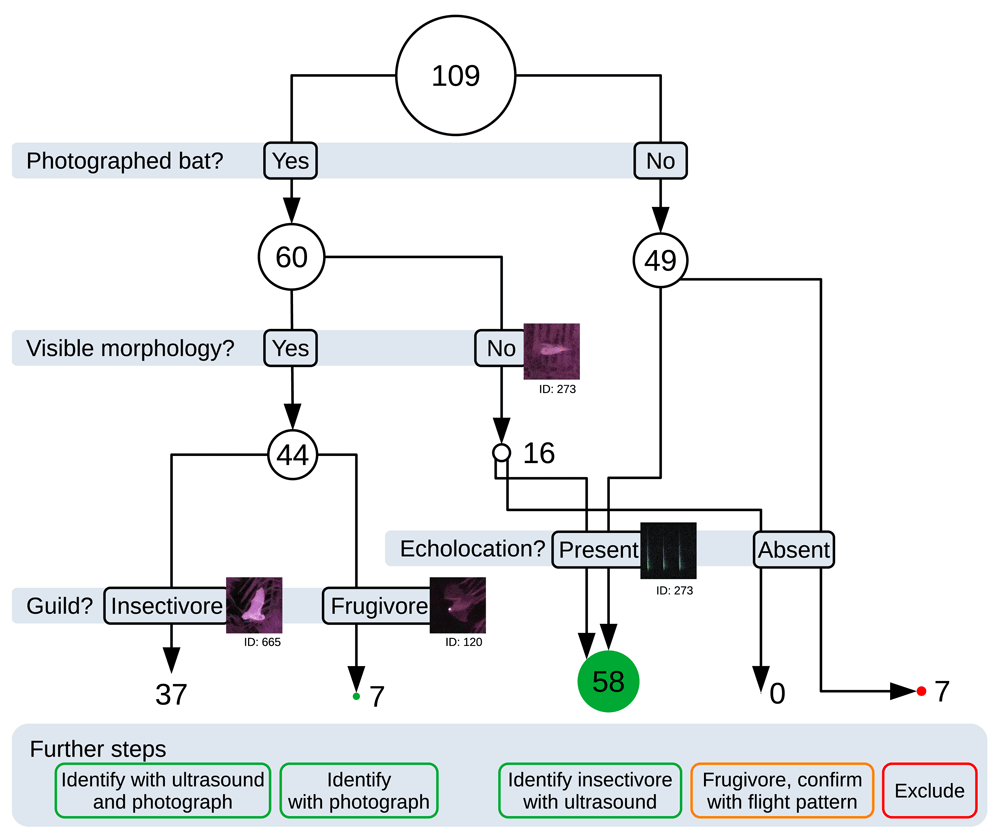 Sampling flying bats with thermal and near-infrared... | F1000Research