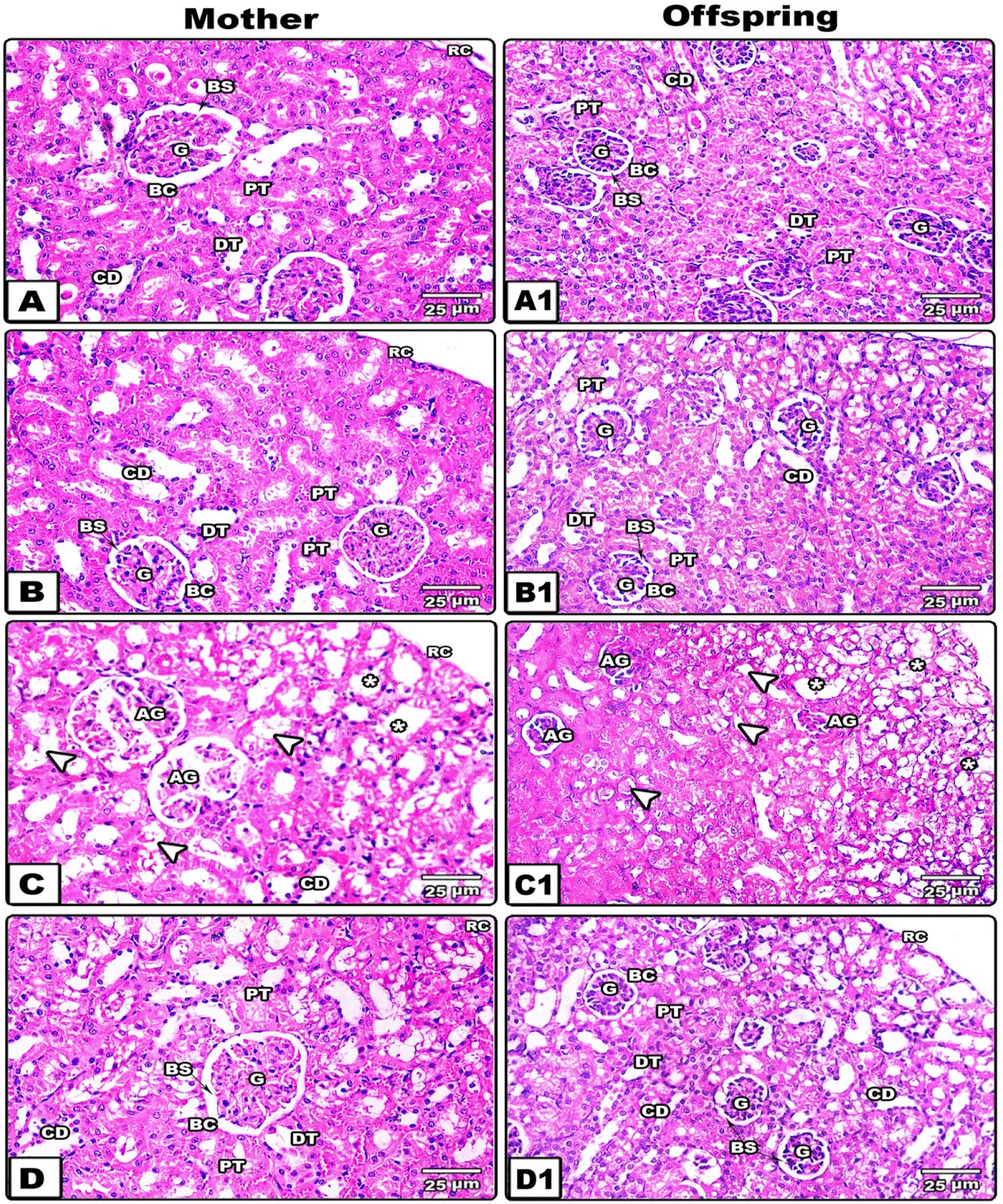 Modulatory role of garlic (Allium sativum)... | F1000Research