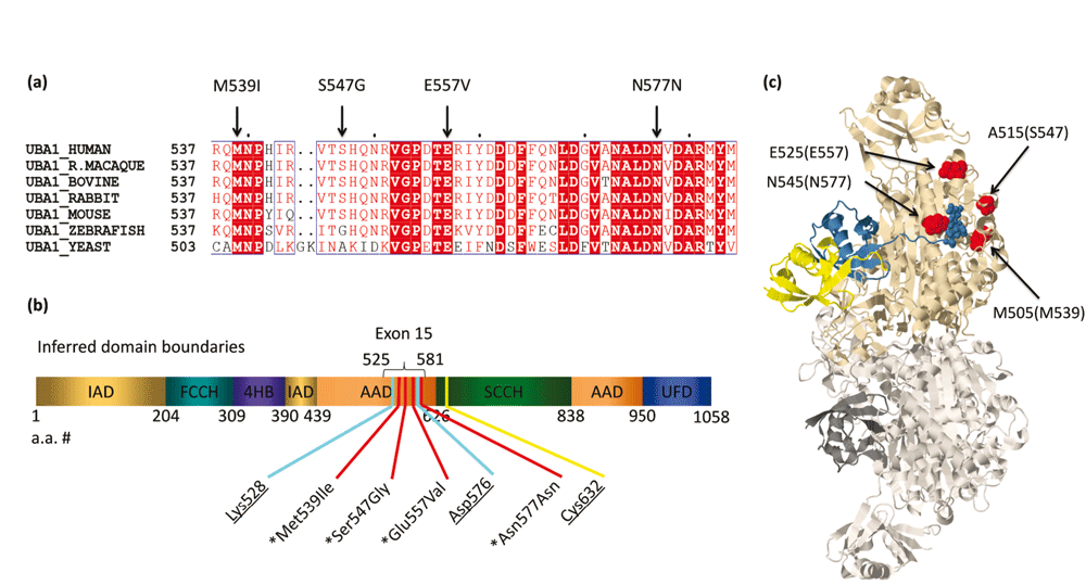 Functional characterizations of rare UBA1... | F1000Research