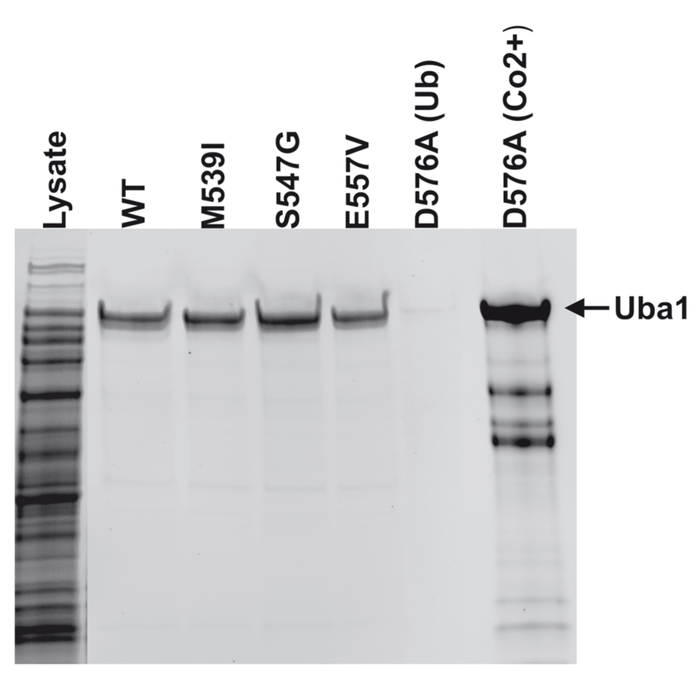 Functional characterizations of rare UBA1... | F1000Research