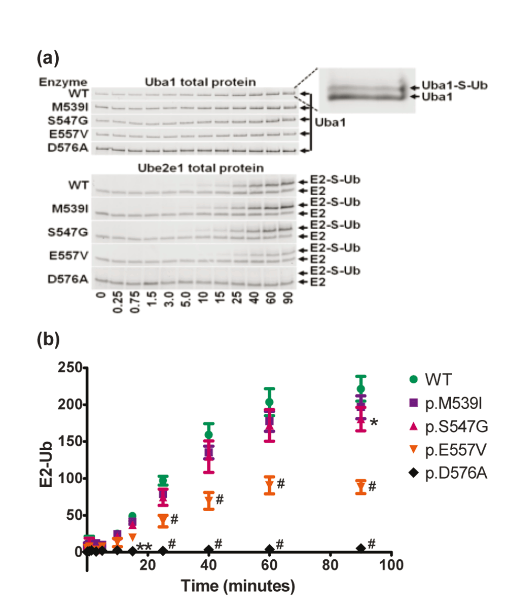 Functional characterizations of rare UBA1... | F1000Research