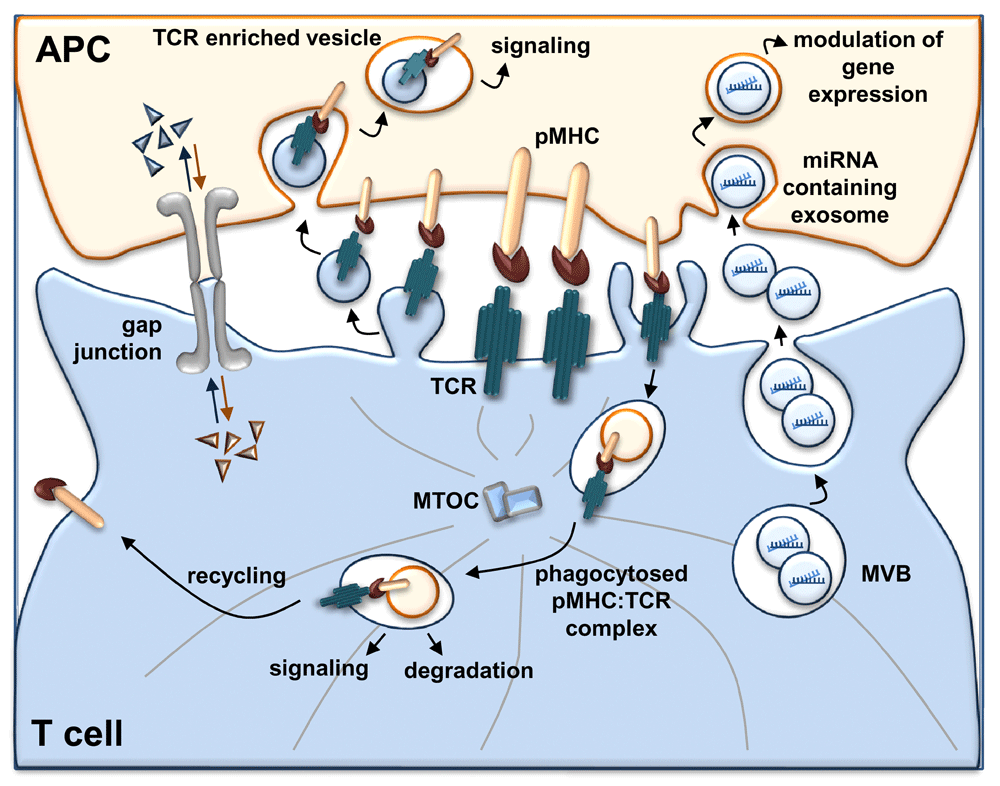 Transcellular communication at the immunological... | F1000Research