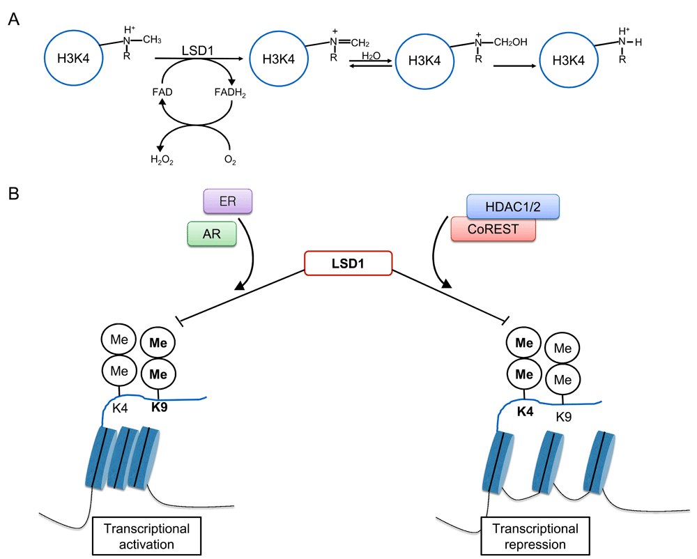 LSD1, a double-edged sword, confers dynamic... | F1000Research
