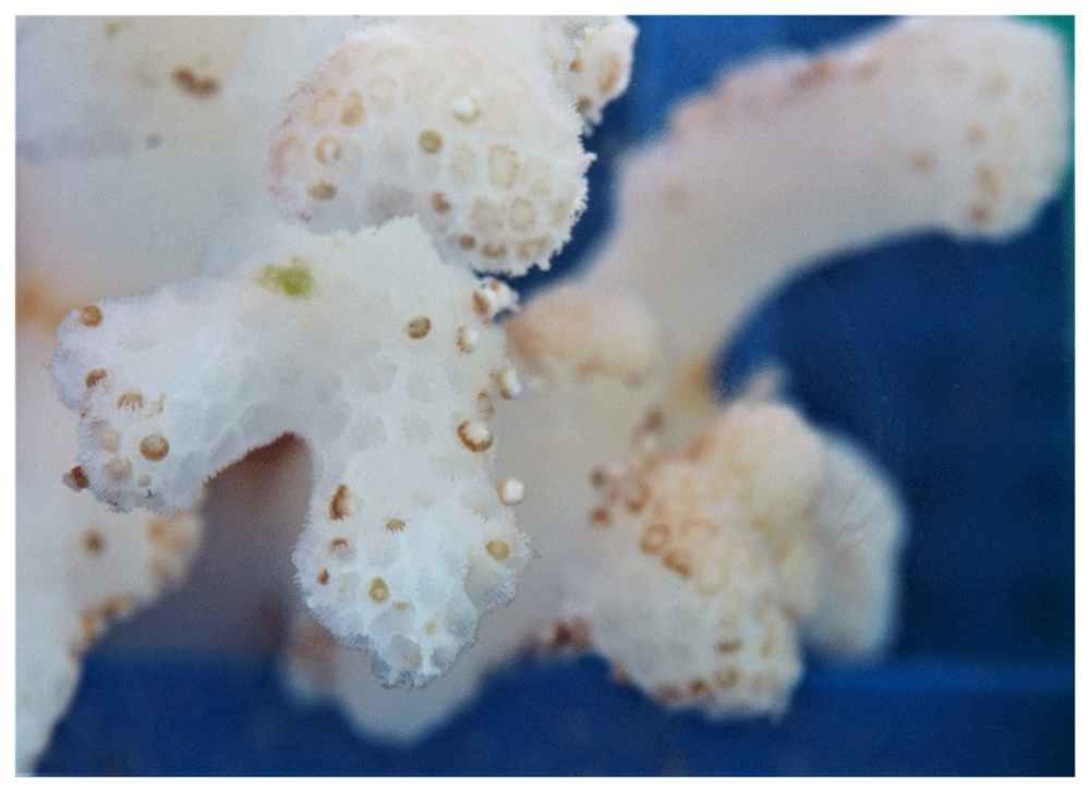 Polyp bailout in Pocillopora damicornis... | F1000Research