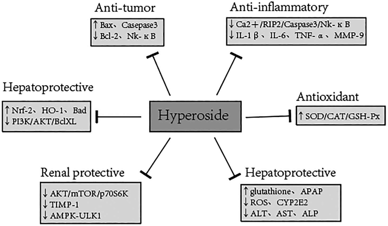 Hyperoside: a review of pharmacological effects | F1000Research