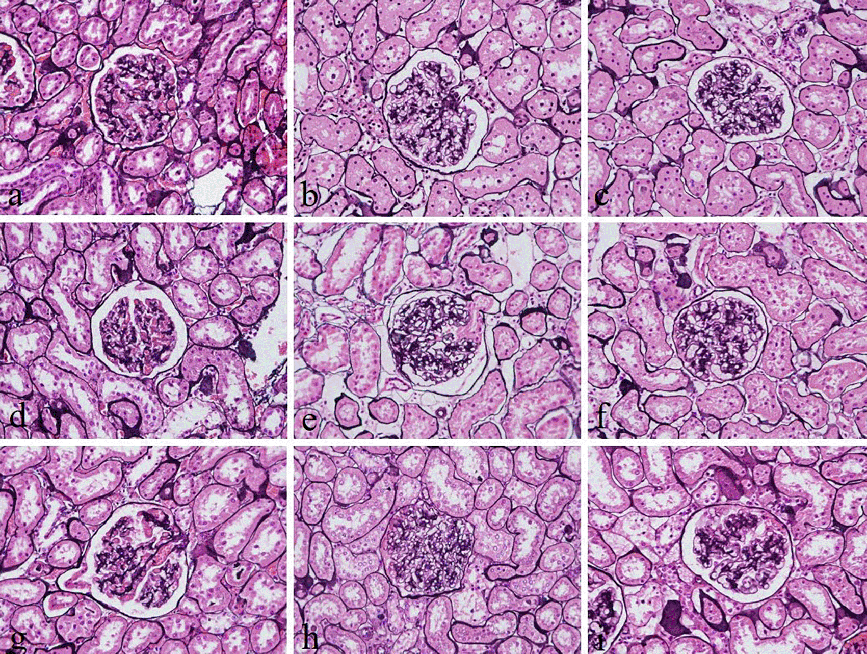 Effectiveness of neutral honey as a tissue fixative... | F1000Research