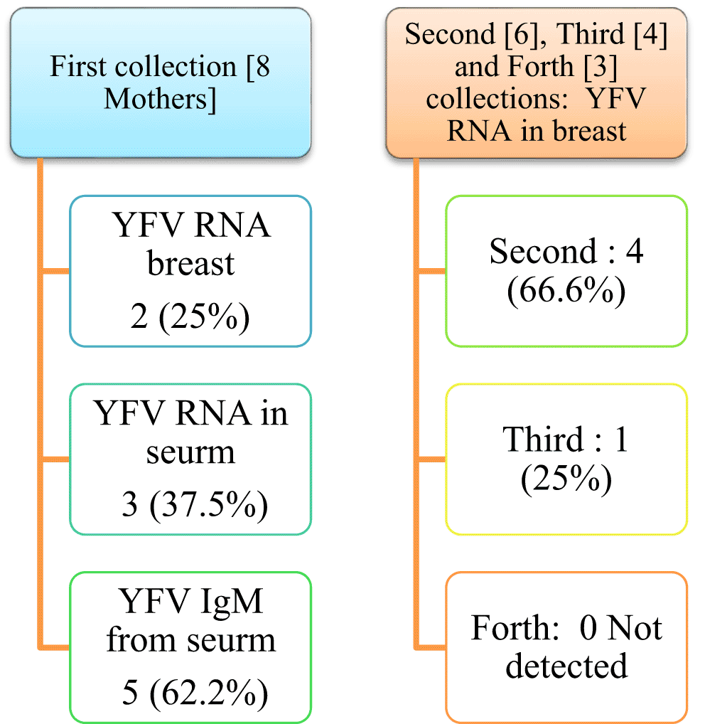 Transmission of yellow fever vaccine virus from... | F1000Research