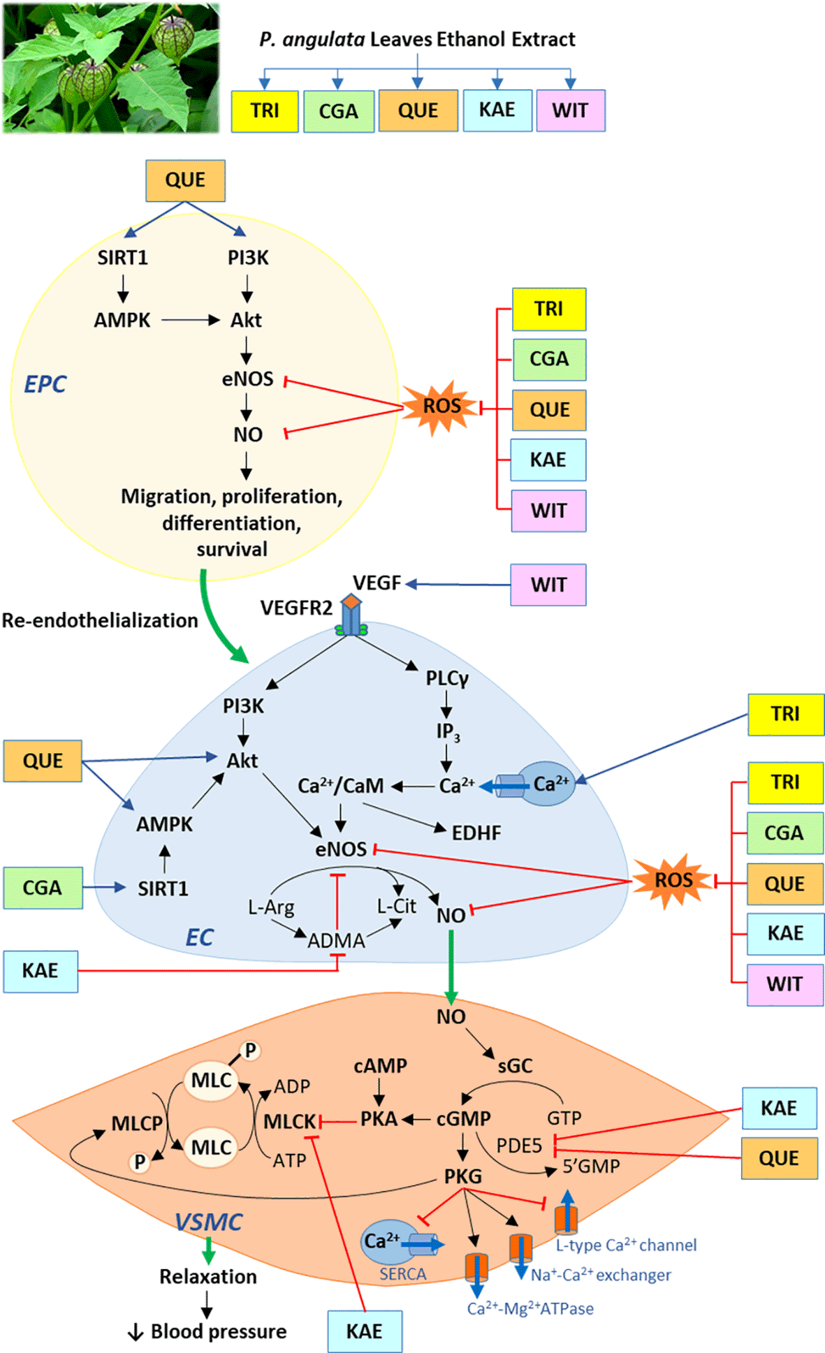 Physalis angulata leaf extract ameliorates... | F1000Research