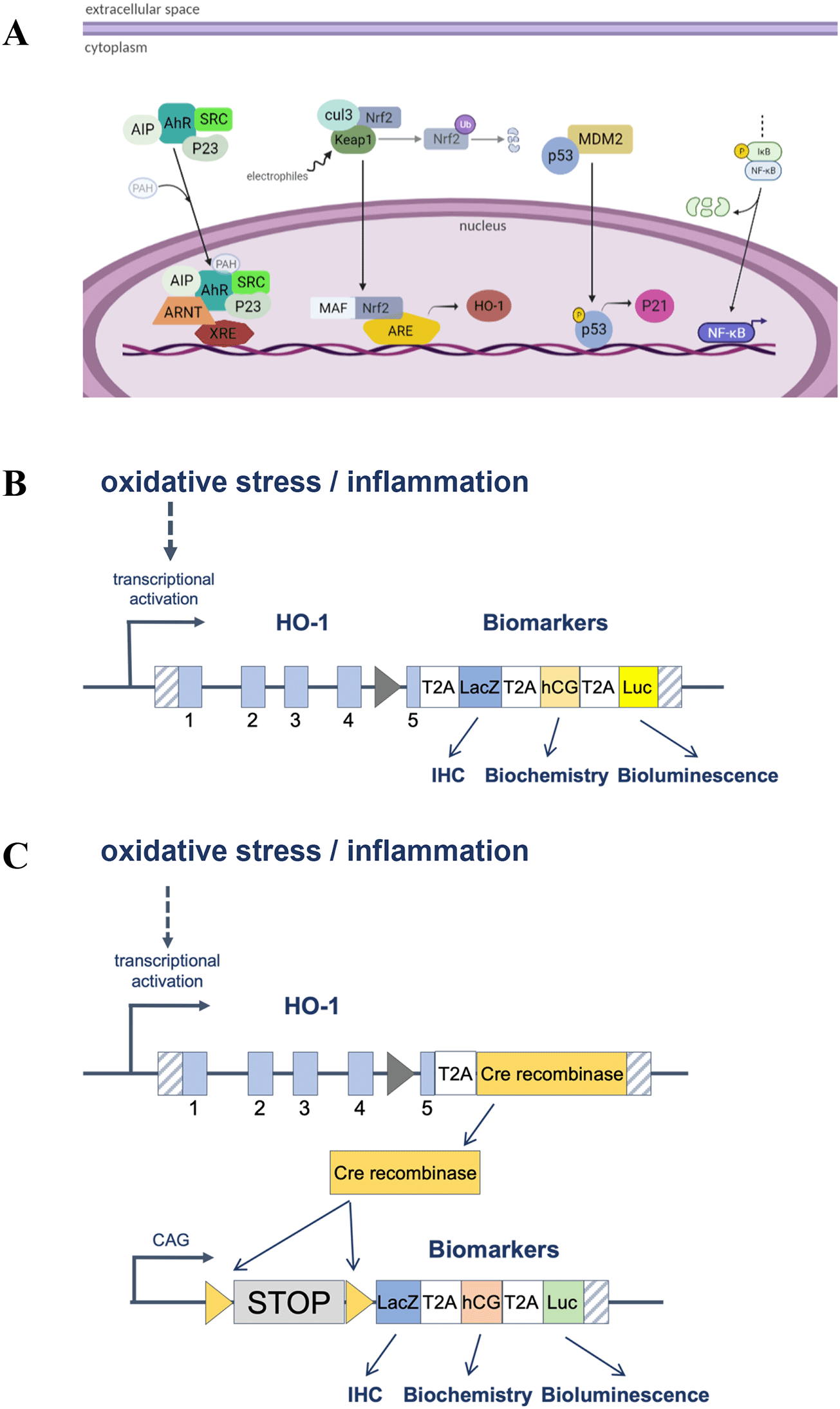 Potential of in vivo stress reporter models to... | F1000Research