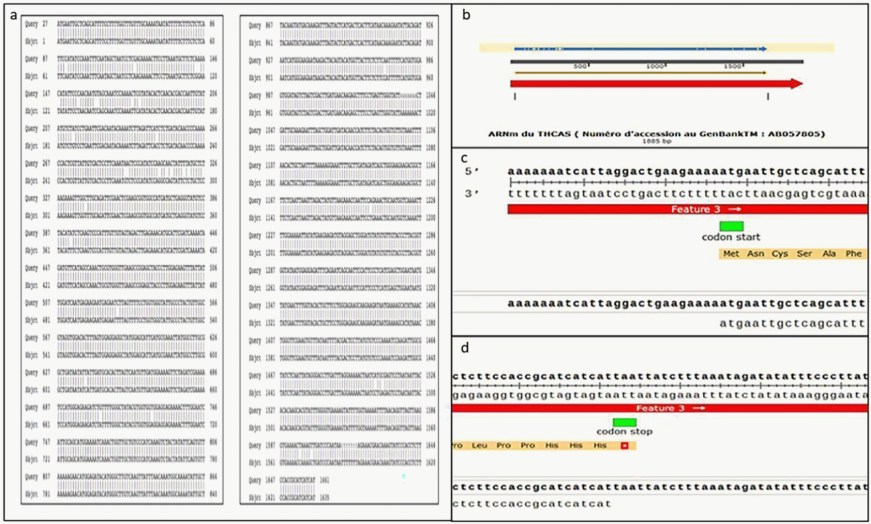 In silico and in vitro analysis of THCA synthase... | F1000Research