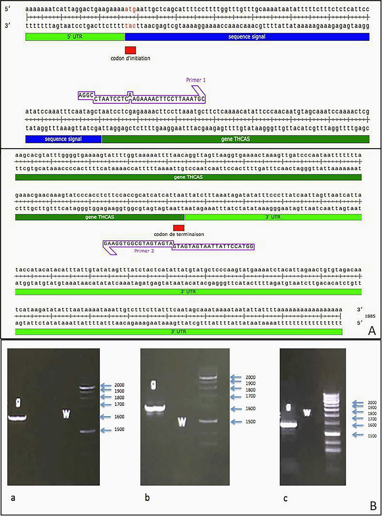 In silico and in vitro analysis of THCA synthase... | F1000Research