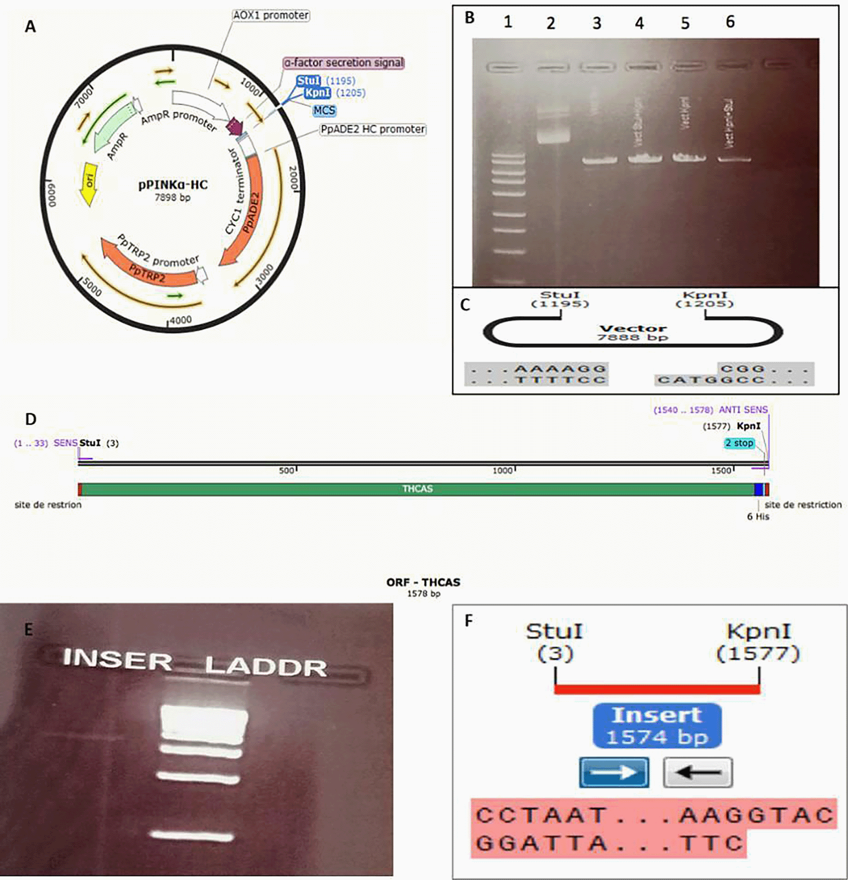 In silico and in vitro analysis of THCA synthase... | F1000Research