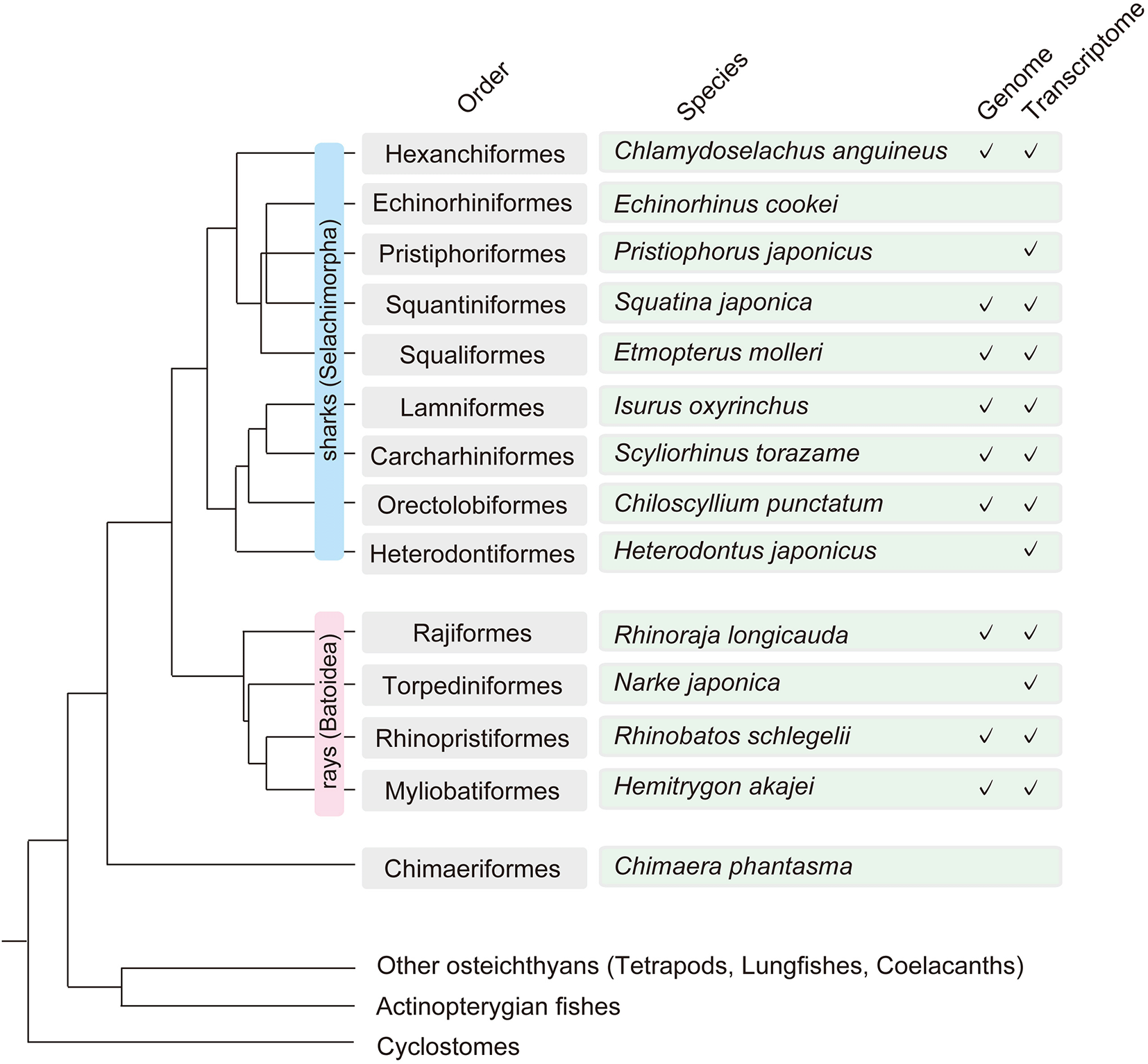 Squalomix: shark and ray genome analysis consortium... | F1000Research