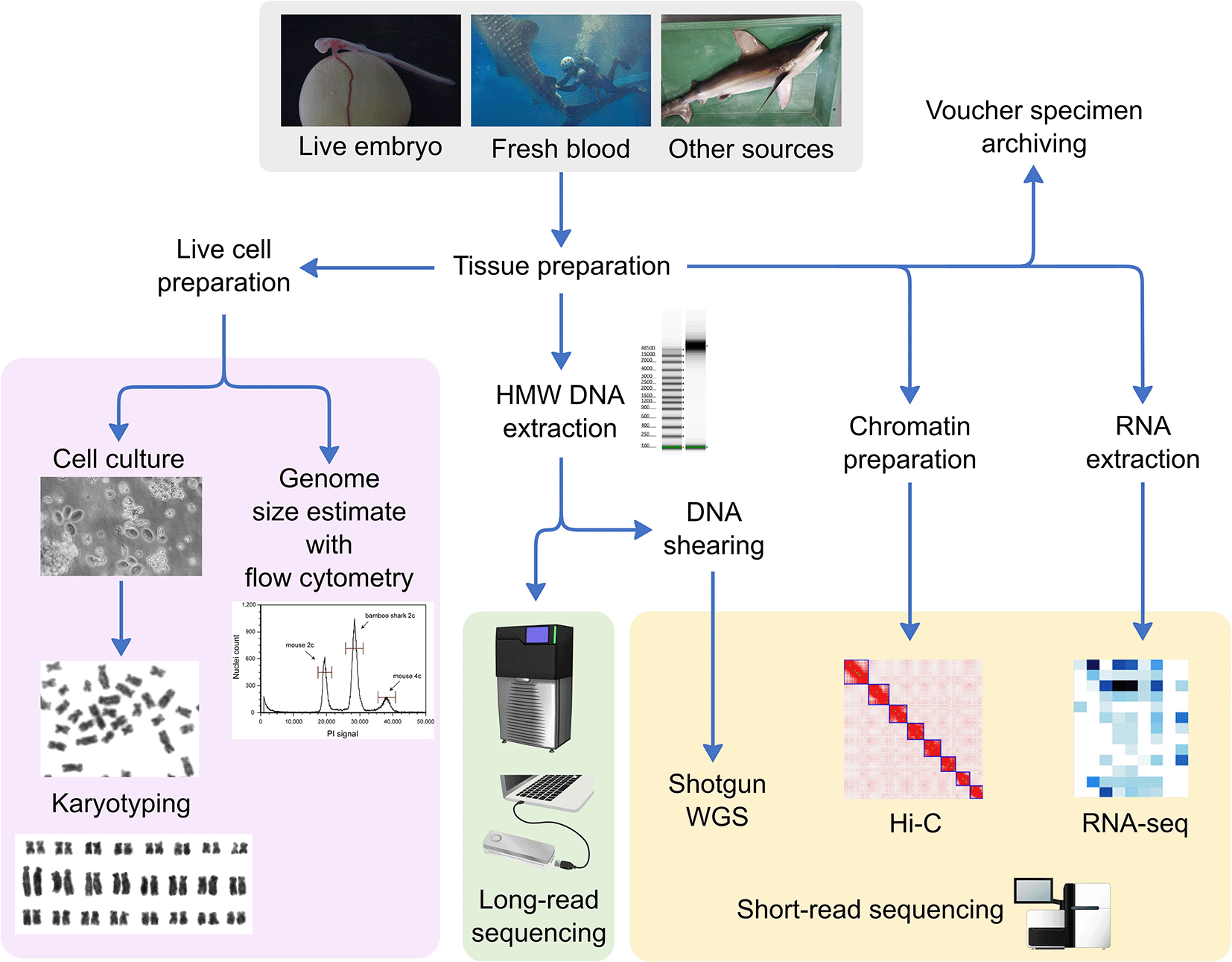Squalomix: shark and ray genome analysis consortium... | F1000Research