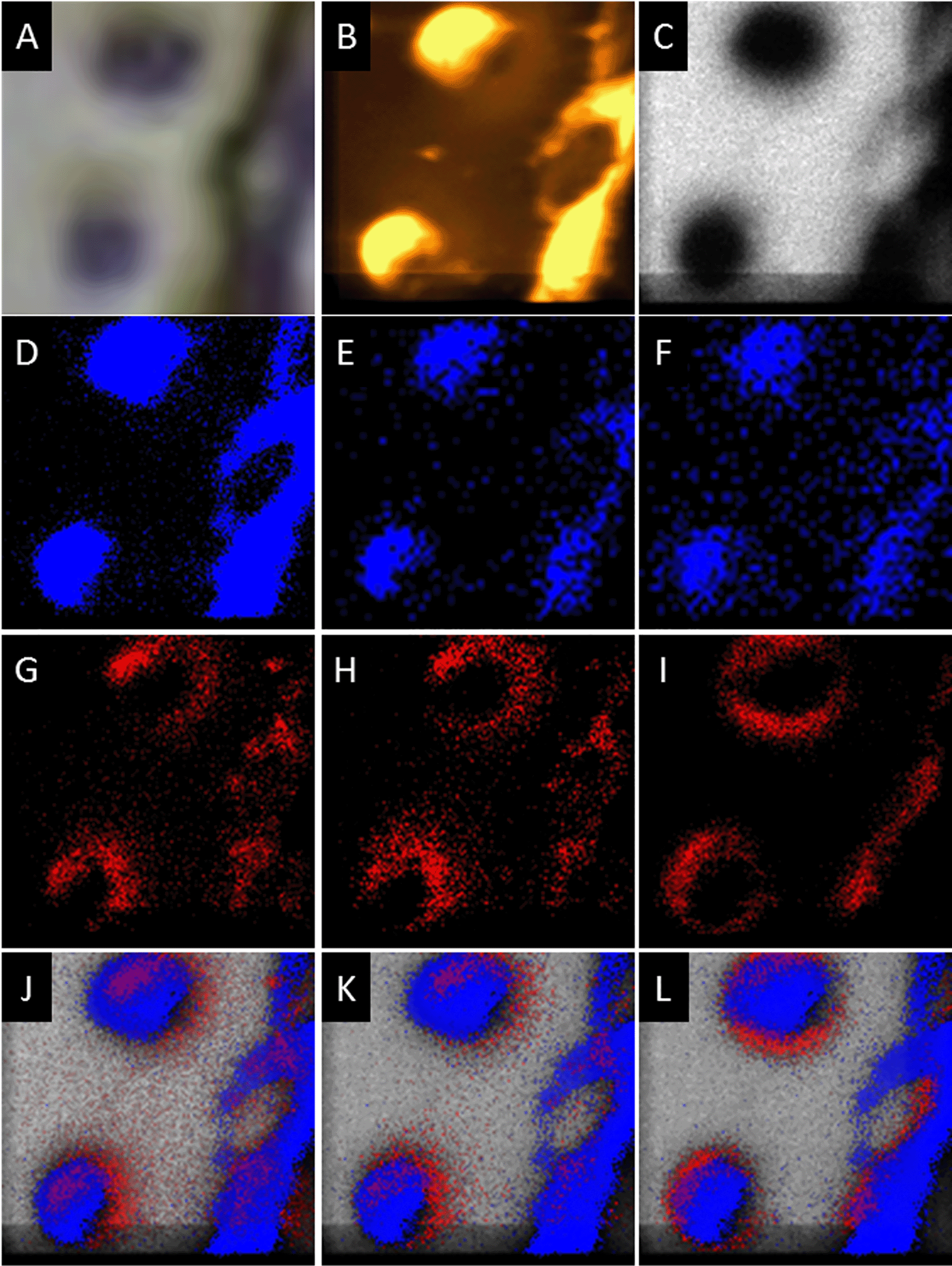 Submicron 3-D mass spectrometry imaging reveals... | F1000Research