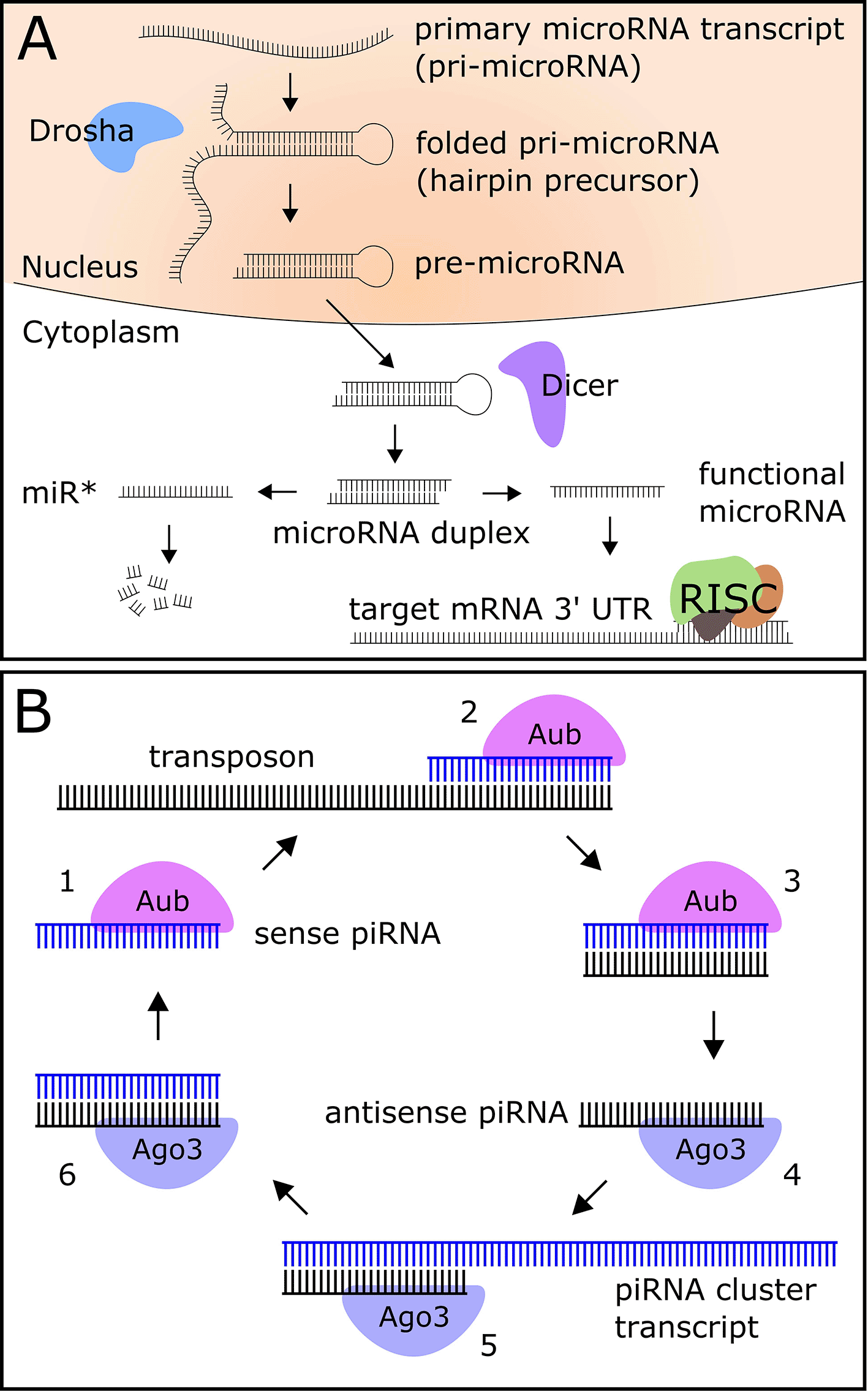 Diurnal small RNA expression and... | F1000Research