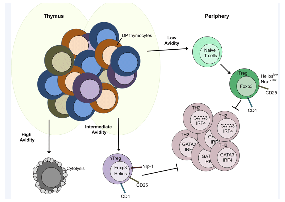 Antigen-specific Treg cells in immunological... | F1000Research