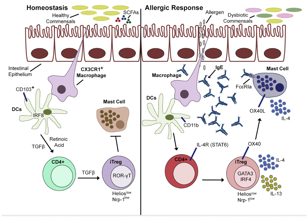 Antigen-specific Treg cells in immunological... | F1000Research