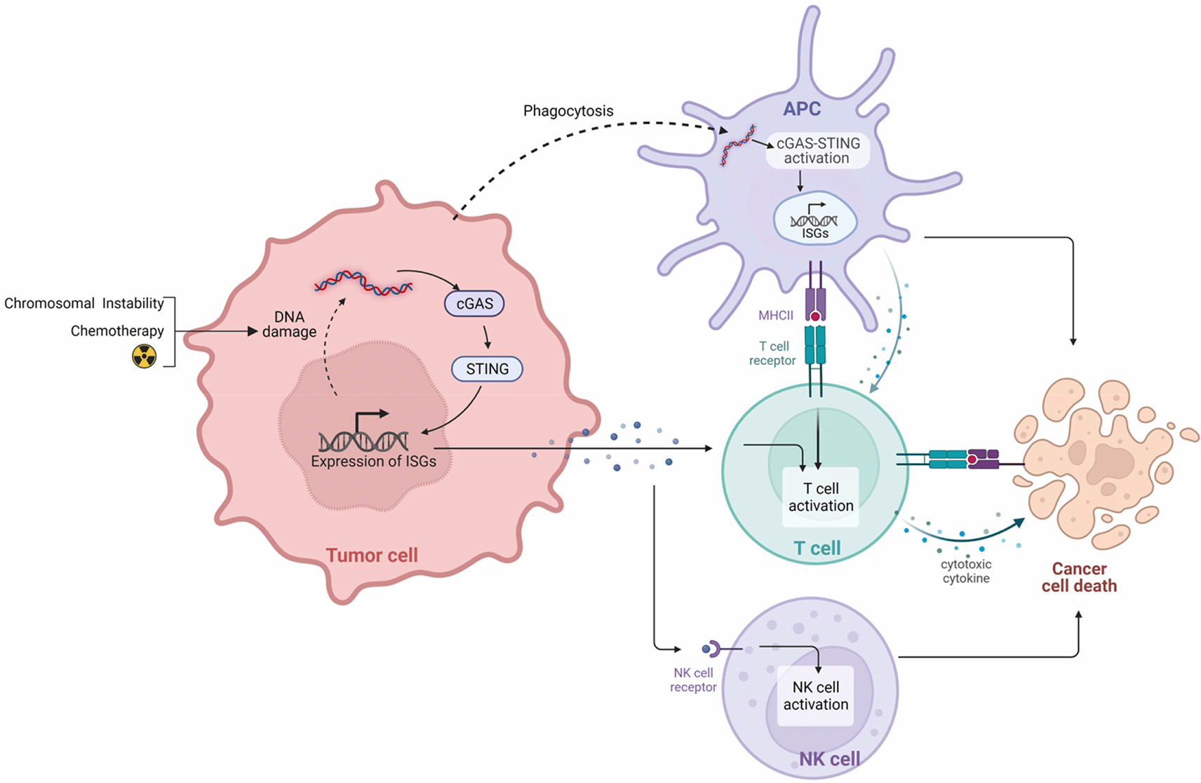cGAS-STING pathway targeted therapies and their... | F1000Research