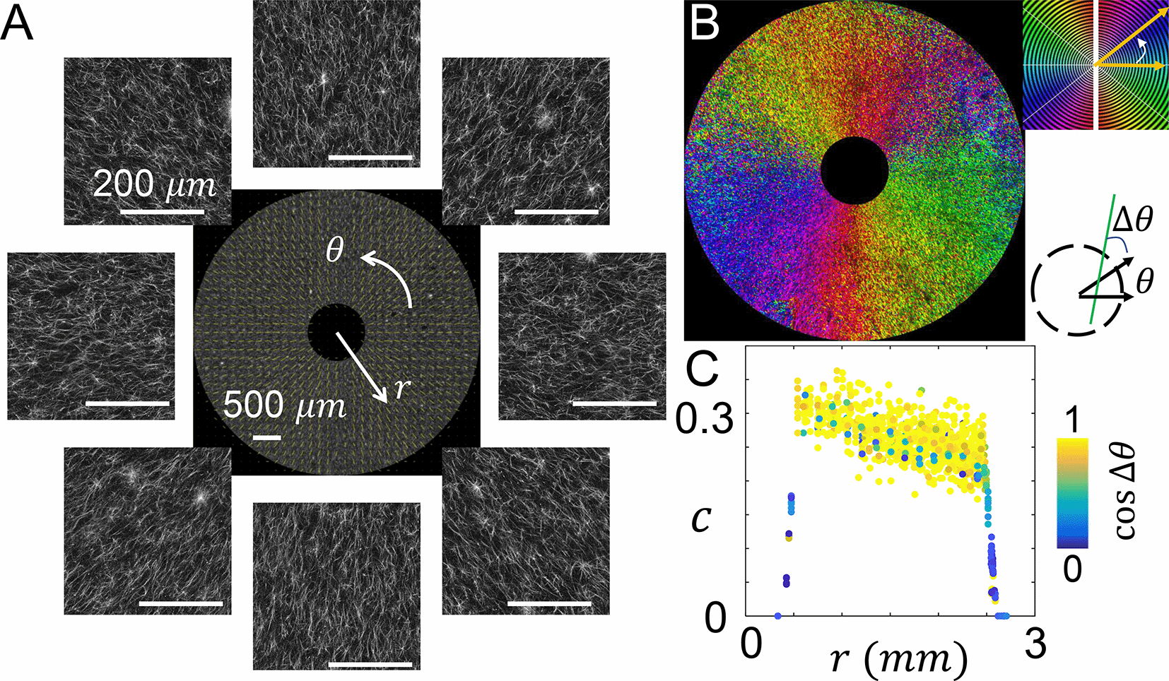 Patterning ECM microstructure to investigate 3D... | F1000Research