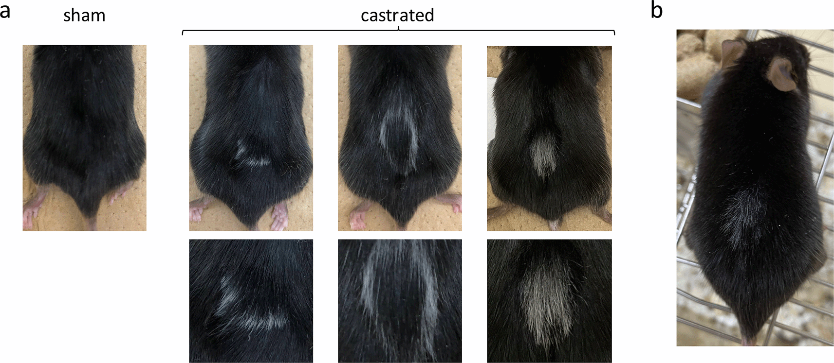 Hair greying in castrated mice | F1000Research