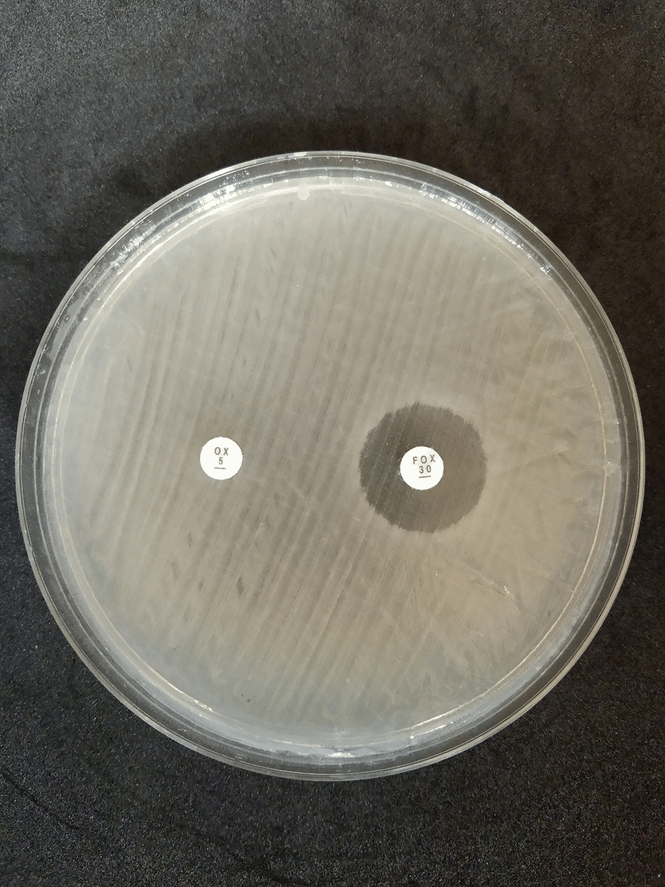 Detection of mecA gene and methicillin-resistant... | F1000Research