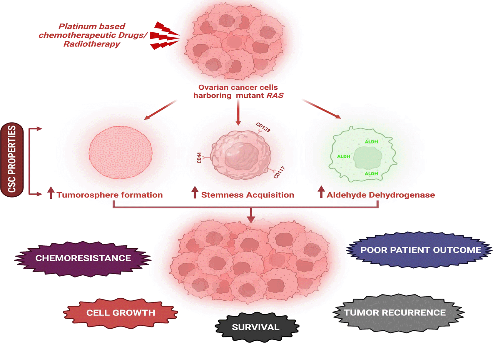Role of RAS signaling in ovarian cancer | F1000Research