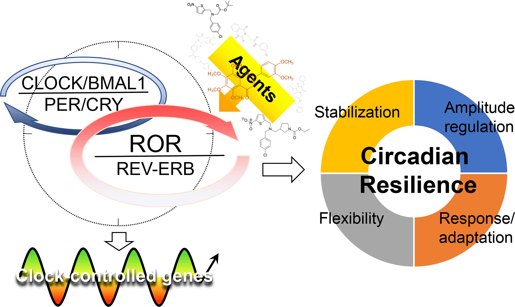 Circadian stabilization loop: the regulatory hub... | F1000Research