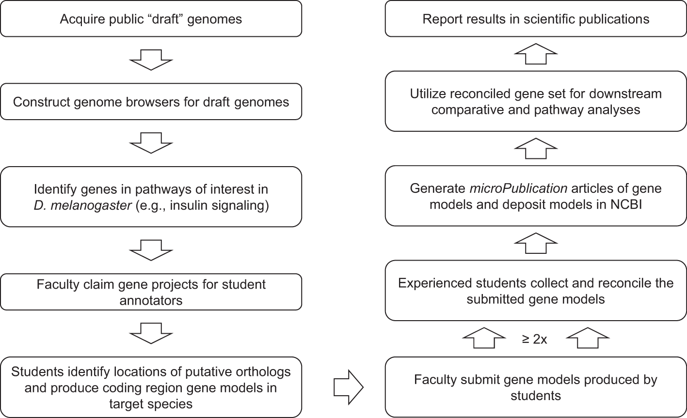 Manual annotation of Drosophila genes: a Genomics... | F1000Research