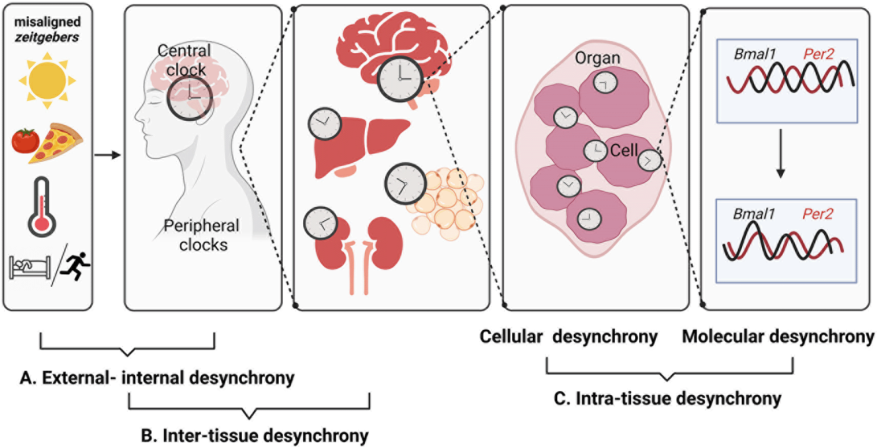 Different levels of circadian (de)synchrony... | F1000Research