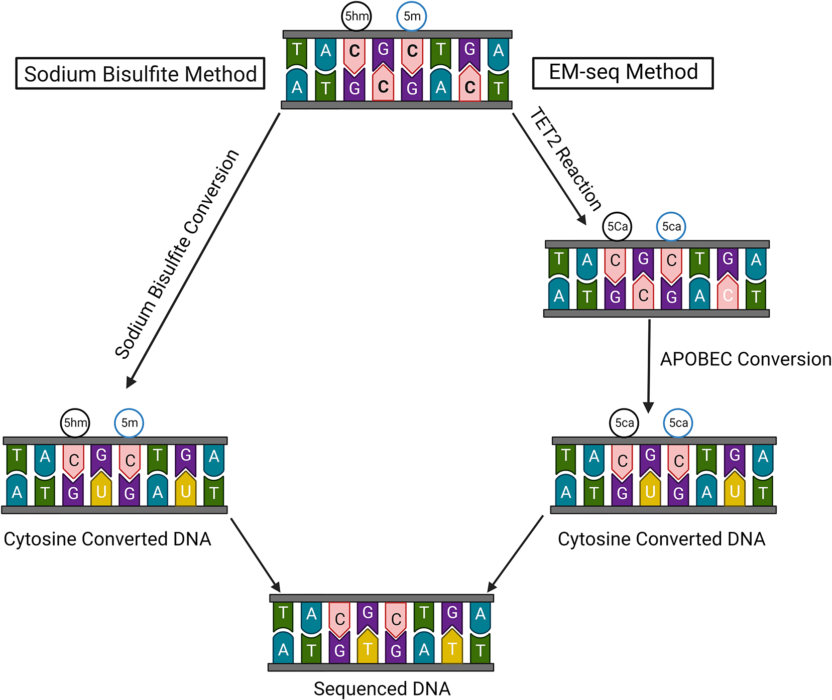 Evaluation of cytosine conversion methods for... | F1000Research