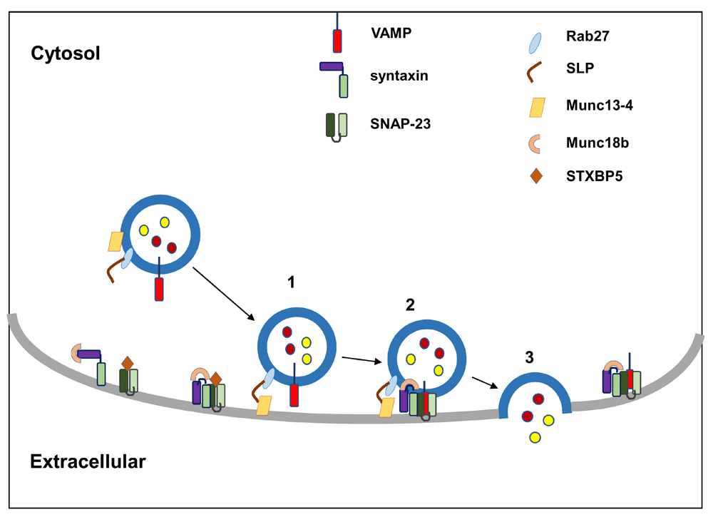The life cycle of platelet granules | F1000Research