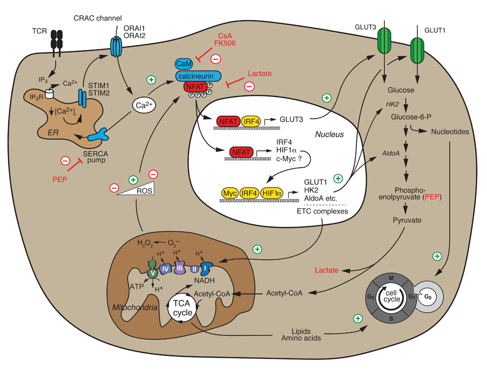 NFAT control of immune function: New Frontiers... | F1000Research