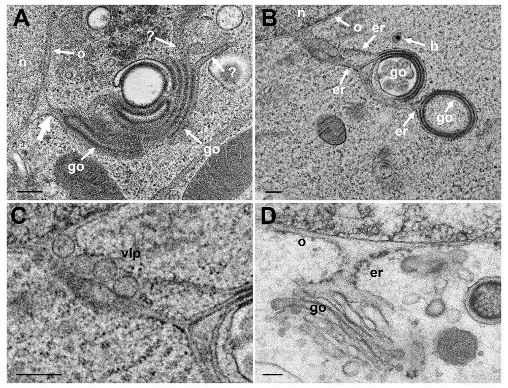 Golgi Apparatus Electron Micrograph