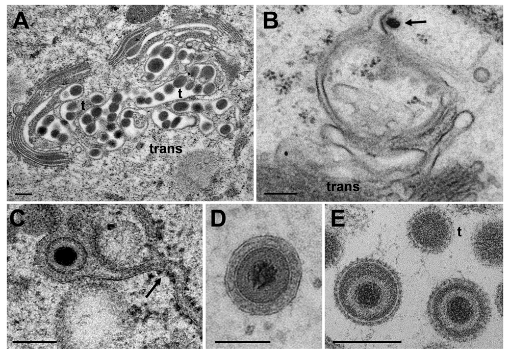 Trans Golgi Cisternae Biology Britannicacom